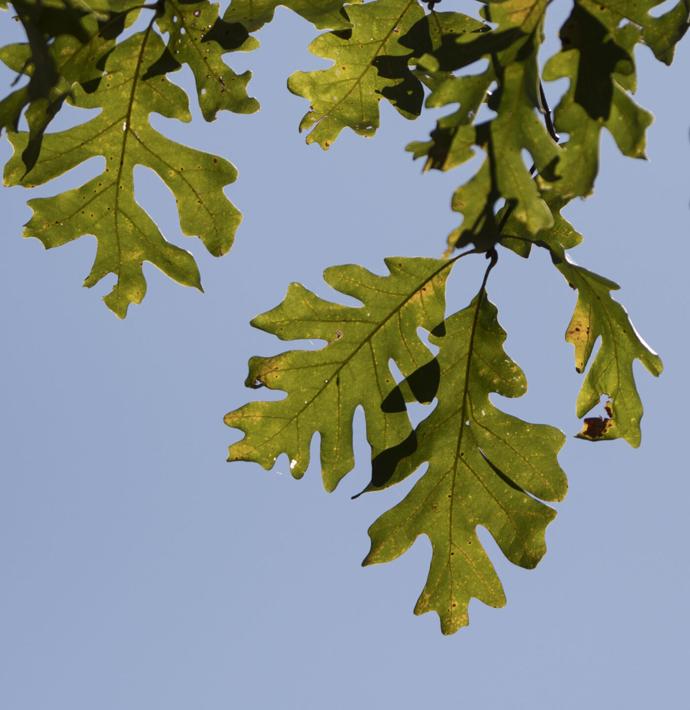 Science in the Field - Measuring Your Soil Acidity - The Mariners ...
